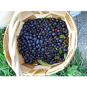 Southern Blueberry 50 Seeds - Blueberries Organic Seeds for Planting, Blueberries Fresh Fruit Seeds, Non GMO Berry Seeds, Dwarf Blueberry Bush Seeds for Planting Indoors