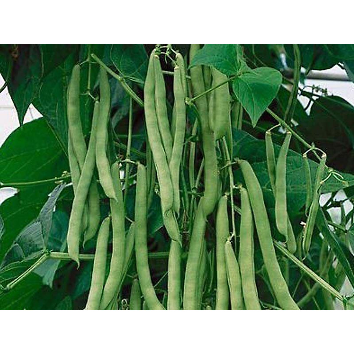 20+ Blue Lake 274 Bush Bean Seeds for Planting Heirloom Non GMO 7 Grams of Seeds Garden Vegetable Bulk Survival