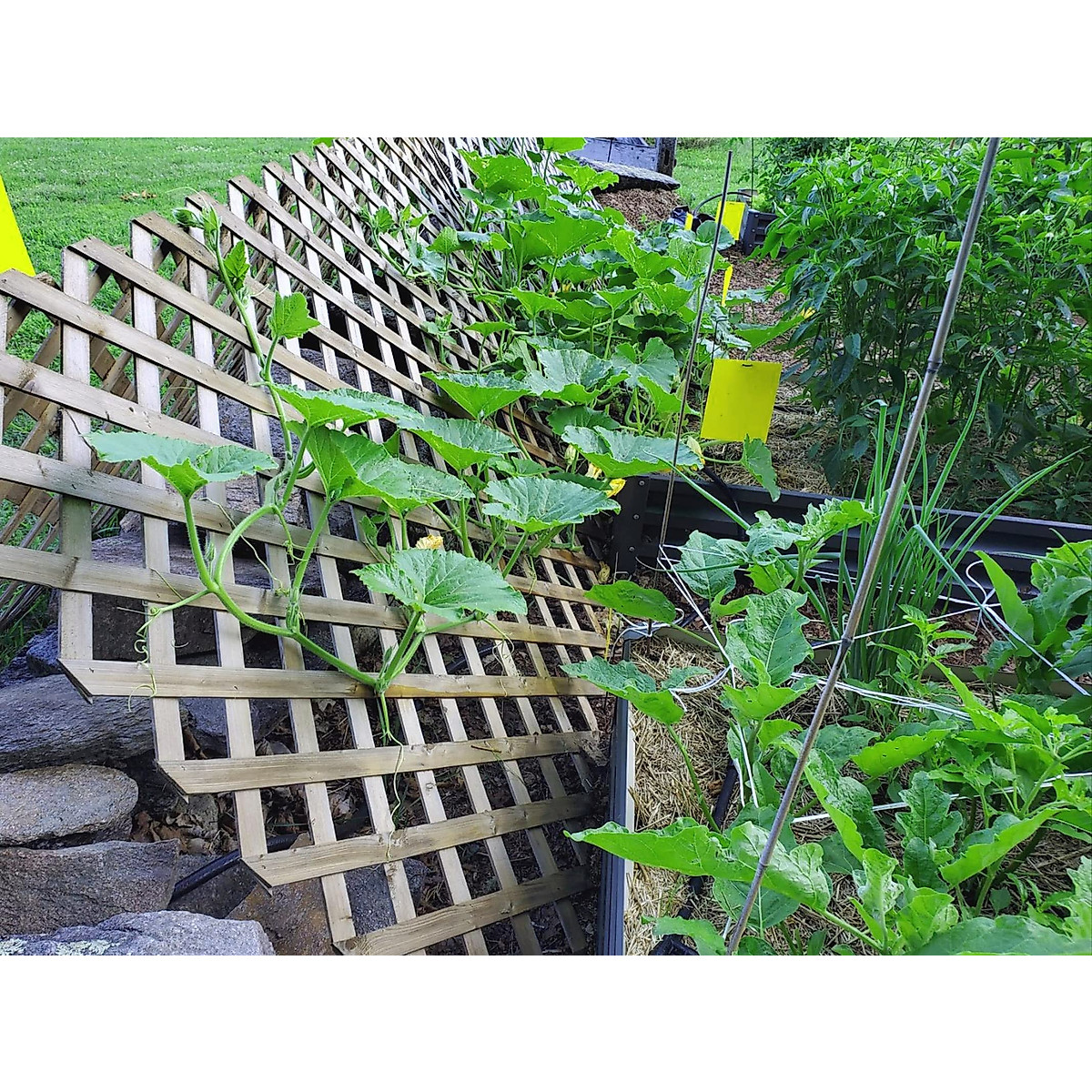 Faicuk Yellow Dual-Sided Sticky Fly Traps for Plant Insect Like Aphids, Fungus Gnats, Leaf Miners and White Flies (30 Pack)