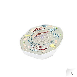 Vision Scientific VAA510 Animal Mitosis 3D Model | 9 Stage Mitosis Demonstration | Biology Classroom Cell Division Display | Detailed Open Cell Organelles | Pieces Equipped with Stand | W Manual