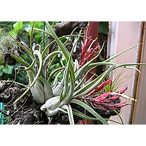 Tillandsia Air Plants, Caput Medusae Plants (Set of 5)