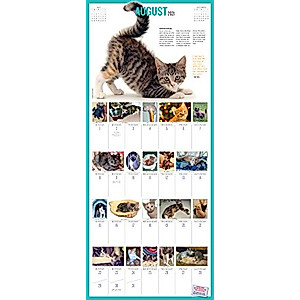 365 Kittens-A-Year Picture-A-Day Wall Calendar 2021