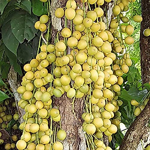 QAUZUY GARDEN 10 Burmese Grape Seeds (Baccaurea Ramiflora) - Non-GMO Fruit Seeds - Edible & Tasty &Attract Pollinators - Perennial Evergreen Tropical Exotic Fruit Tree