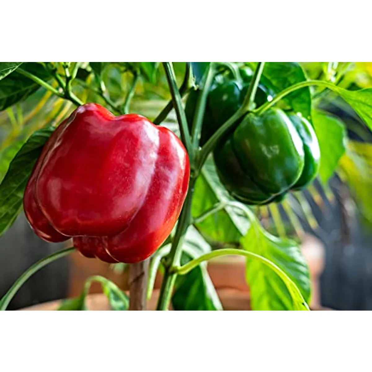 Yolo Wonder L Red Sweet Bell Pepper Seeds for Planting, 100+ Heirloom Seeds Per Packet, (Isla's Garden Seeds), Non GMO Seeds, Botanical Name: Capsicum annuum, Great Home Garden Gift