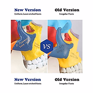 Upgraded Life Size Human Colored Head Skull Anatomical Model with Newest Laser-Etched Fonts and Skull Diagram Mouse Pad for Medical Student Human Anatomy Study Course Demonstration, Teaching