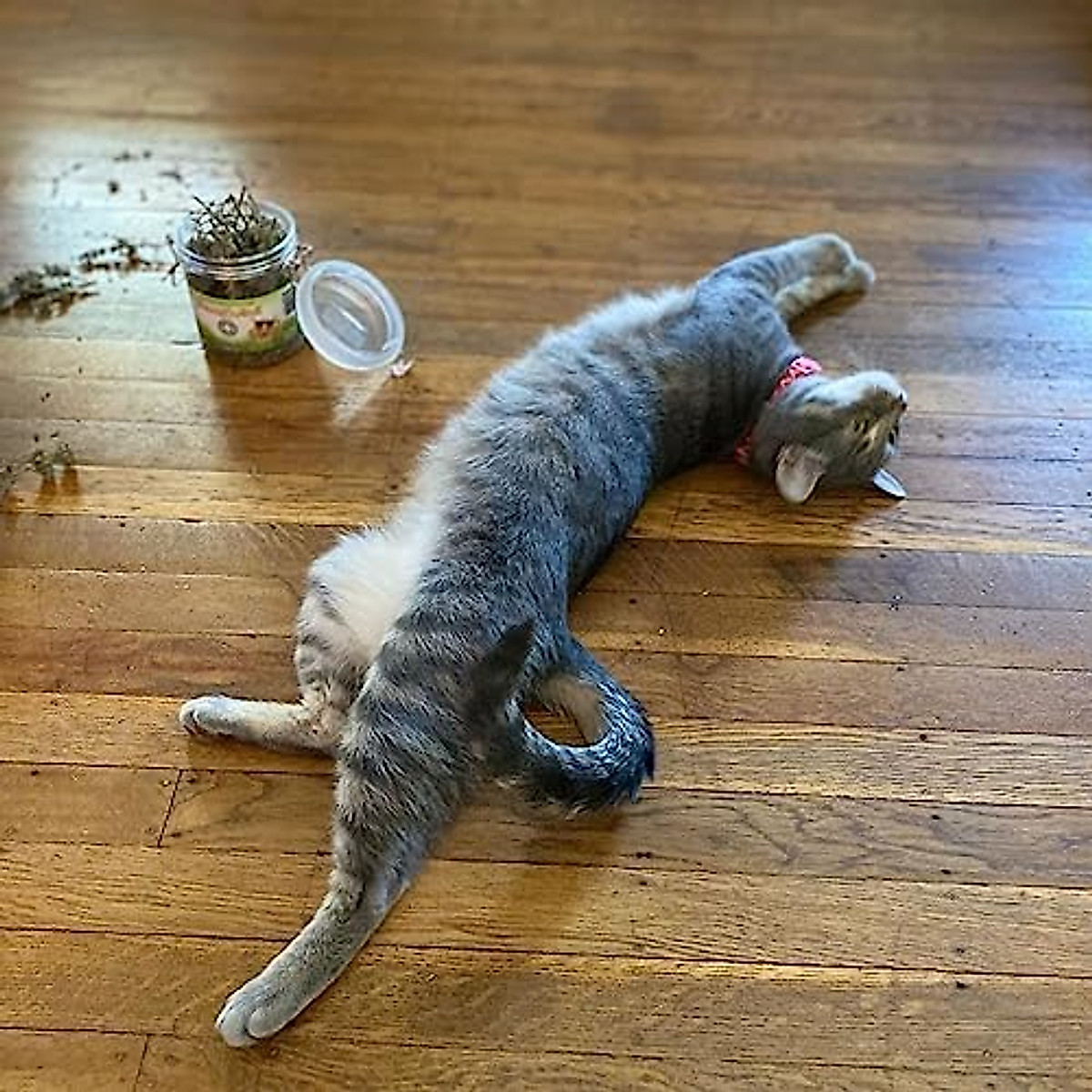 Meowijuana | Dried Premium Catnip Buds | Organic | High Potency Cat Treats | Perfect for Cat Toys | Grown In the USA | Feline and Cat Lover Approved