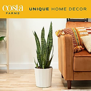 Costa Farms Premium Snake Plant, Easy Care Live Indoor Houseplant in Modern Decor Planter, Air Purifier in Potting Soil, Living Room, Office Decor, Housewarming Gift, Birthday Gift, 2-3 Feet Tall
