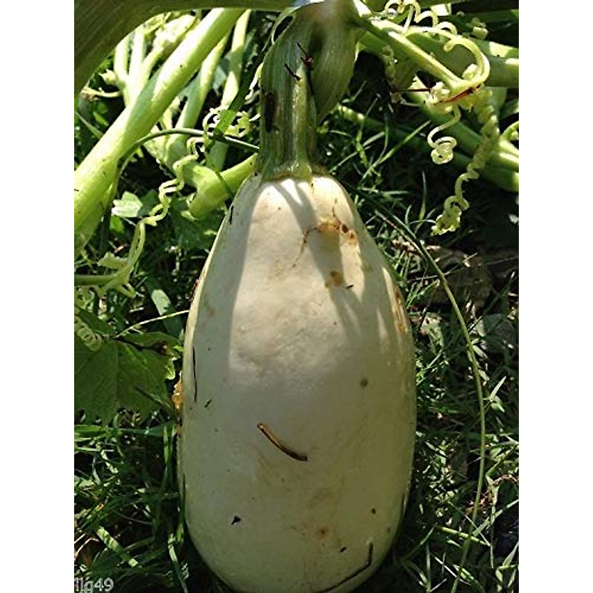 1292-Mexican White Squash (Calabacitas) Seeds by Robsrareandgiantseeds UPC0764425789925 Non-GMO,Organic,USA Grower,Bonsai,Showy,Container,Trellis,Hanging Basket,1292 Package of 7 Seeds