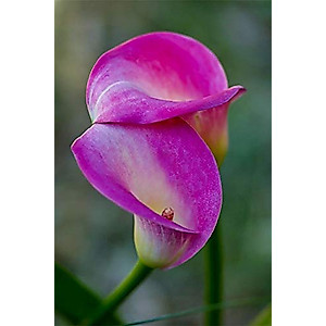 Calla Lily Mix（100+）Seeds Flowers Easy to Grow Planting for Outdoor Indoor Home Bonsai