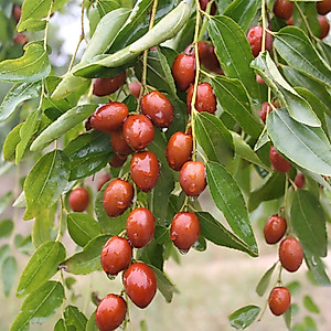 Ziziphus Mauritiana Seeds Indian Jujube Perennial Drought Tolerant Attracts Pollinators Evergreen Garden Outdoor 8Pcs Tree Seeds by YEGAOL Garden