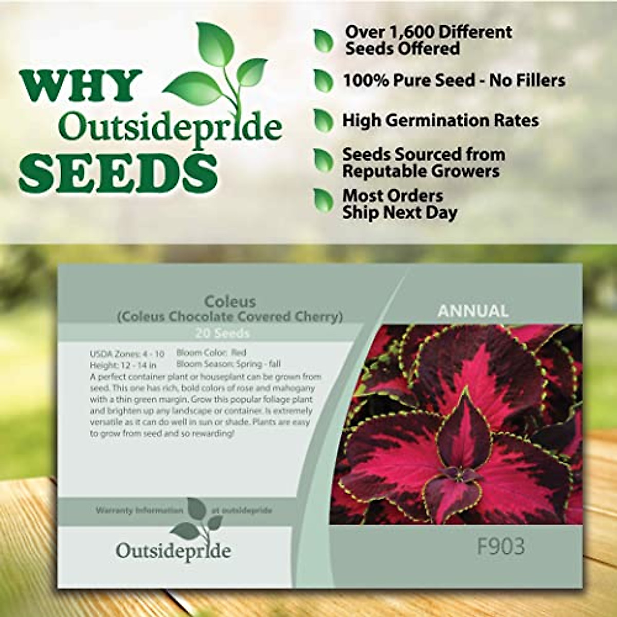 Outsidepride Coleus Chocolate Cherry Foliage Indoor Or Outdoor House Plant Flower Seeds -10 Seeds