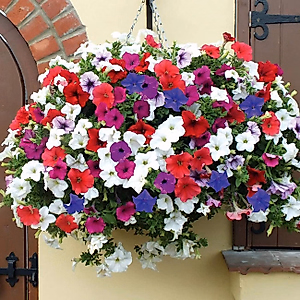 5200+ Petunia Seeds Grandiflora Flowers Mixed Rainbow Color for Bonsai Planting Home Garden House Plant Flower Seed Mix Color