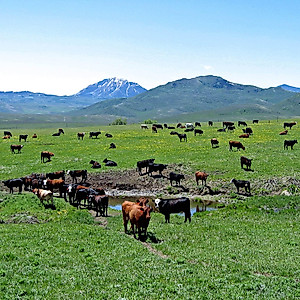 Shwally Primal Baby Bootie and Nipple Balm, The West Coast Original, 100% Grass Fed Tallow, Calendula Flowers and Protective Beeswax, Pregnancy and Nursing Safe, Unscented, for All Skin Types