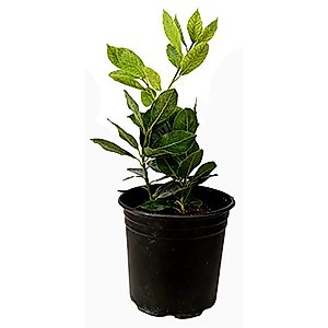 9GreenBox - Bay Laurel Plant One Gallon Live Plant Ornament Decor for Home, Kitchen, Office, Table, Desk - Attracts Zen, Luck, Good Fortune - Non-GMO, Grown in The USA