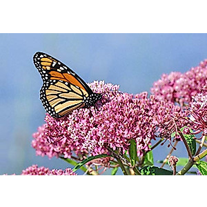 Sow Right Seeds Common Milkweed Seeds; Attract Monarch Butterflies to Your Garden; Non-GMO Heirloom Seeds; Full Instructions for Planting, Wonderful Gardening Gift (1)