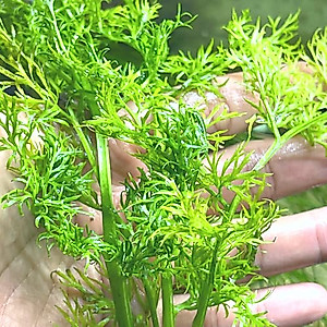 Greenpro | Water Sprite Potted Easy Live Aquarium Plants for Fish Tank Decoration Freshwater