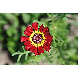 Painted Daisy Seeds for Planting Outdoors, 2.5 Grams of Flower Seeds, Chrysanthemum Carinatum, Tricolor Daisy