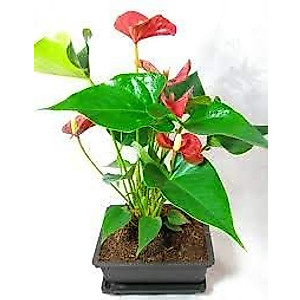 Summer Special - Hawaiian Red Anthurium Plant 8 - 10 Inches in a 5'' L Bonsai Pot