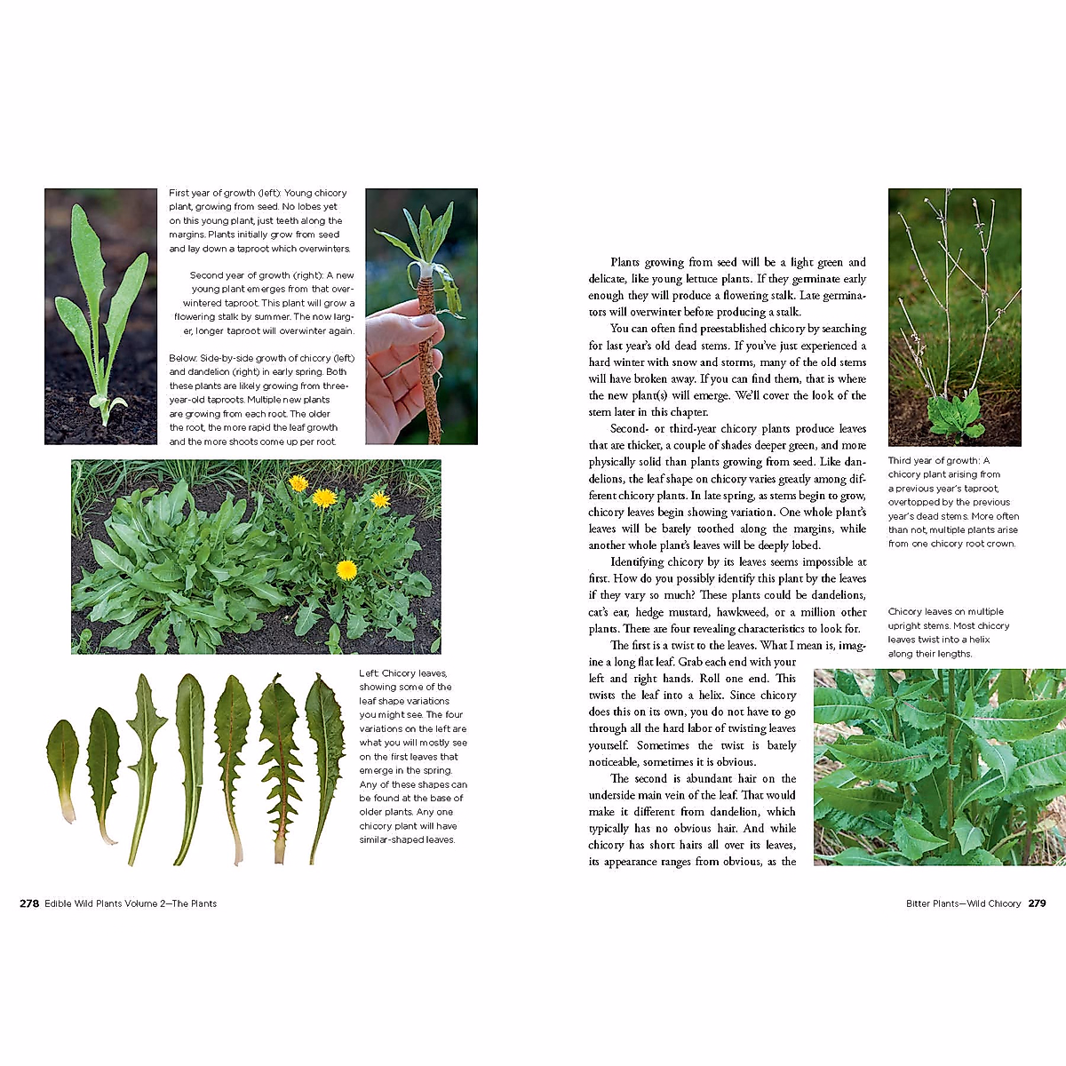 Edible Wild Plants, Volume 2: Wild Foods from Foraging to Feasting (Wild Food Adventure)