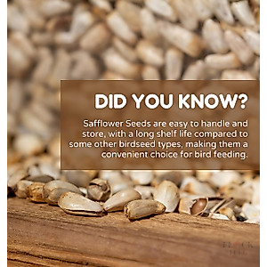 Flock Fuel Safflower Wild Bird Seed Cylinder 2 Pack Bird Seed for Outside Birds