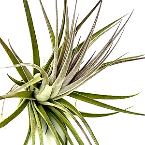 ragnaroc Air Plants - Flowering Tillandsia Pink Paske Large 5" - 1ct - Live Arrival Guaranteed - House Plants for Home Decor & Gift