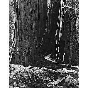 Morning Light, Alta Trail, Giant Forest (#4)