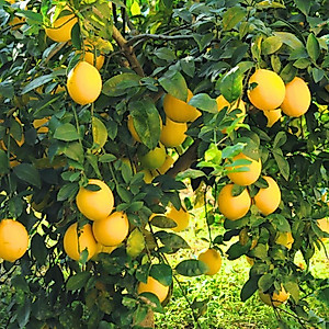 Meyer Lemon Tree, Dwarf Meyer Lemon Tree Live Plant, Lemon Tree 2 Inc Tall 4 Inch Pot for Growing