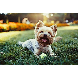 PET SUPPLEMENTS Dog Joint Care Supplement - Turmeric Joint Health for Dogs - Advanced Formula for Joints - Dog glucosamine tumeric - 3 Bottles (180 Tablets)