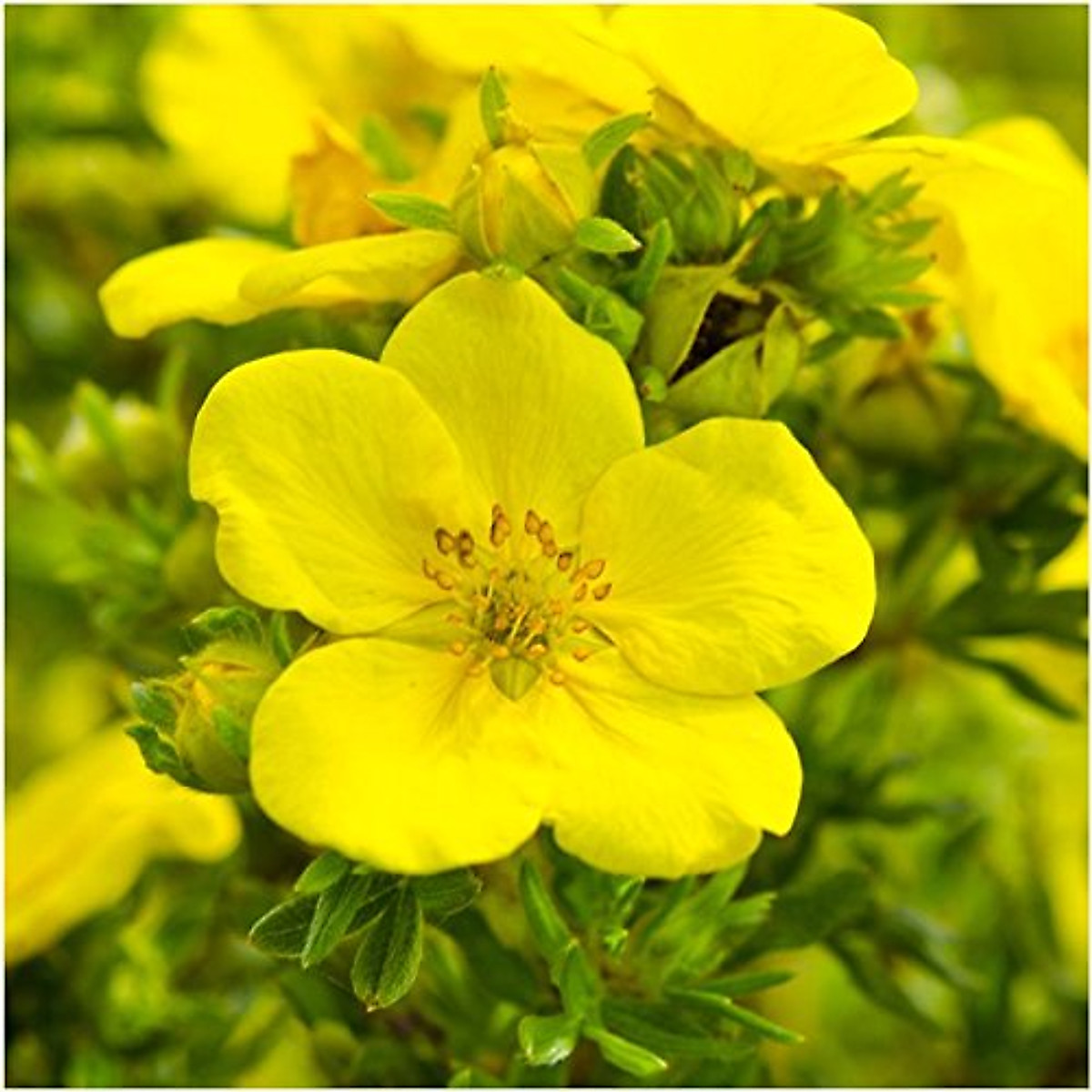 Seed Needs, Large 2.1 Ounce Package of 30,000+ All Perennial Wildflower Seed Mixture for Planting (99% Pure Live Seed Butterfly Attracting - NO Filler) 16 Species Varieties Perennial - Bulk