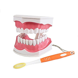 SEED&TREE Dental Teaching Study Brushing Model with Toothbrush/Removable Lower Teeth. Non Power. Plastic Model