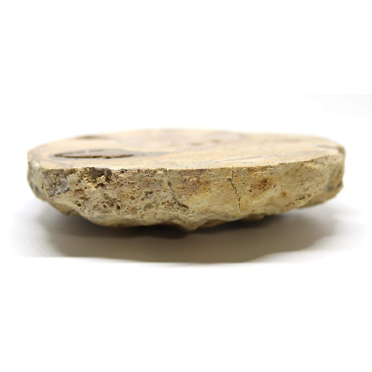 Ammonite Acanthoceras Split Polished Fossil Texas 96 MYO w/Label #16254 29o