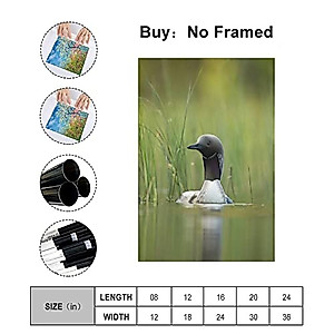 Black Throated Loon Birds Canvas Poster Bedroom Decor Sports Landscape Office Room Decor Gift,Canvas Poster Wall Art Decor Print Picture Paintings for Living Room Bedroom Decoration 8x12inchs(20x30cm)