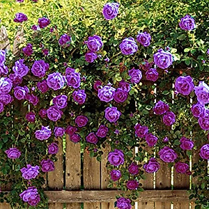 CHUXAY GARDEN Purple Rose Seed 100 Seeds Rare Rosa Bush Heirloom Perennial Flowering Plant Striking Bush Vine Climber