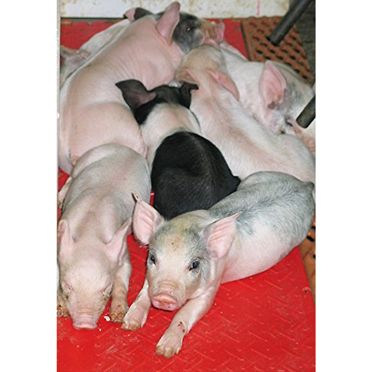 Kane Heat Mat Self Regulated Heat Bed for Dog, Puppy, Pig, Livestock 36" X 27"