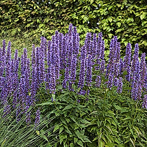 Outsidepride Agastache Rugosa Korean Mint Garden Plant Herb Seeds - 500 Seeds