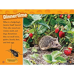 Hedgehogs (National Geographic Kids Readers, Level 1)