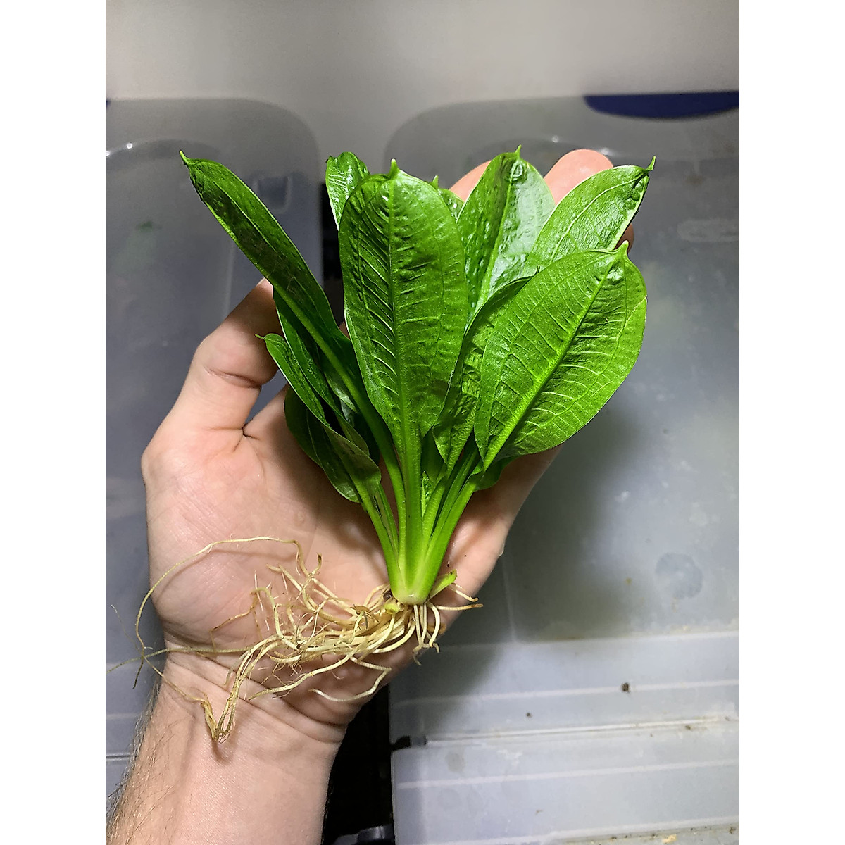 Marcus Fish Tanks Rosette Sword Echinodorus Parviflorus Amazon Sword Live Aquarium Plant Rooted Bundle for Fish Tank Buy 2 Get 1