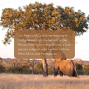 Pure Body Naturals Marula Facial Oil, 1 Fluid Ounce - Cold-pressed, Refined Luxury Beauty Oil for Face and Hair - Vegan, Gluten-free and 100% Natural