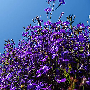 Outsidepride Lobelia Mrs. Clibran for Edging Borders, Rock Gardens, Hanging Baskets, Window Boxes, & Ground Cover - 10000 Seeds