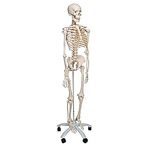 3B Scientific A10 Stan the Standard Skeleton w/ Pelvic mounted roller stand - 3B Smart Anatomy