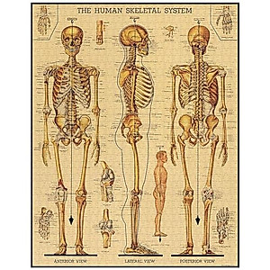 Cavallini Papers & Co. Skeletal System 1,000 Piece Puzzle, Multi