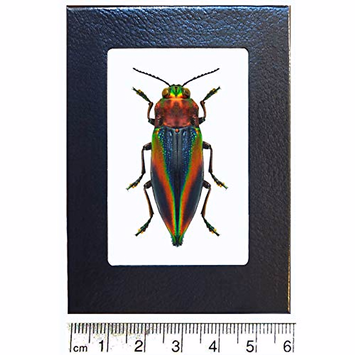 BicBugs Cyphogastra javanica Blue red Rainbow buprestid Beetle Java Indonesia Framed