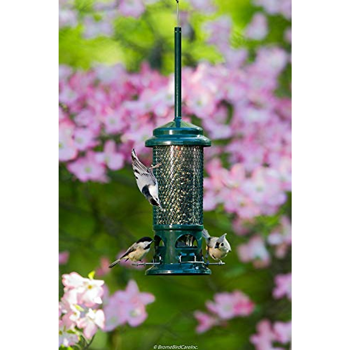 Squirrel Buster Standard Squirrel-proof Bird Feeder w/4 Metal Perches, 1.3-pound Seed Capacity, garden green