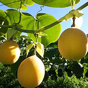 Passion Fruit Yellow Tropical Passionfruit Vine 5 to 7 Inc Tall Planting Indoor Outdoor Ornaments Perennial Garden Simple to Grow Pot