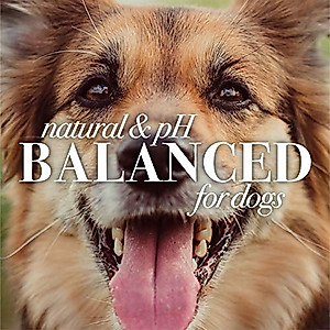 Burt's Bees for Pets Care Plus+ Naturally Derived Hydrating Dog Grooming Paw & Nose Lotion- Dog Paw & Nose Lotion for Relieving Rough Paw Pads and Noses - Made in the USA, 6 Oz