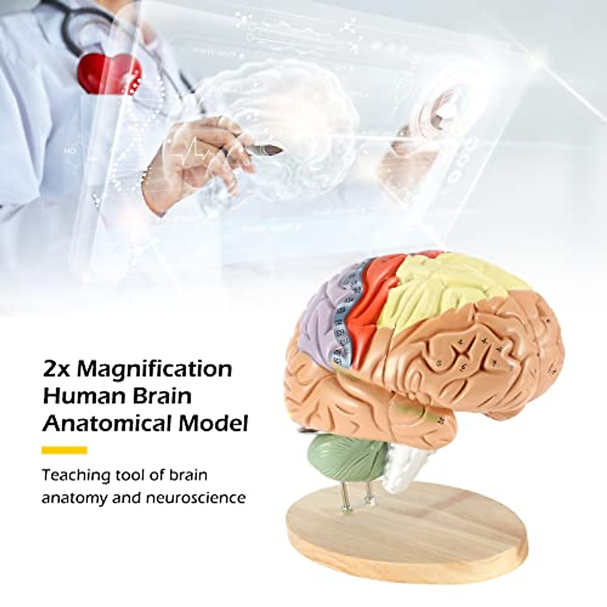 Dyna-Living 2X Life Size Human Brain Model for Learning