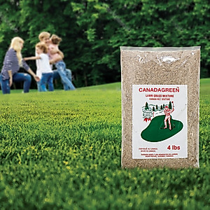 Canada Green Grass Lawn Seed - 4 Pound Bag Grows Healthy Rich Green Fast Growing Grass Lawn Seed Plants Yard Garden