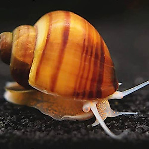 Mystery Snails (3 Pack) Assorted + Food Sample | Live Arrival Guarantee Freshwater Live Aquarium Snails (Assorted)