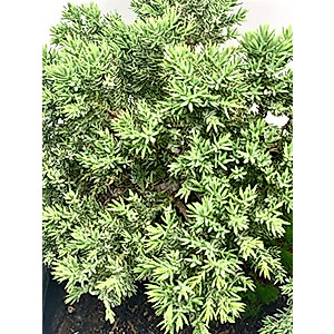 Live Dwarf Juniper Bonsai Tree | Indoor/Outdoor | 100% Handcrafted| Home and Office Décor | Best Gift for Holiday (L)