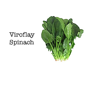 Lindsay Seed Spring Salad Mix- 10 Varieties of Lettuce, Spinach, Kale, Arugula 6000+ Seeds Non-GMO